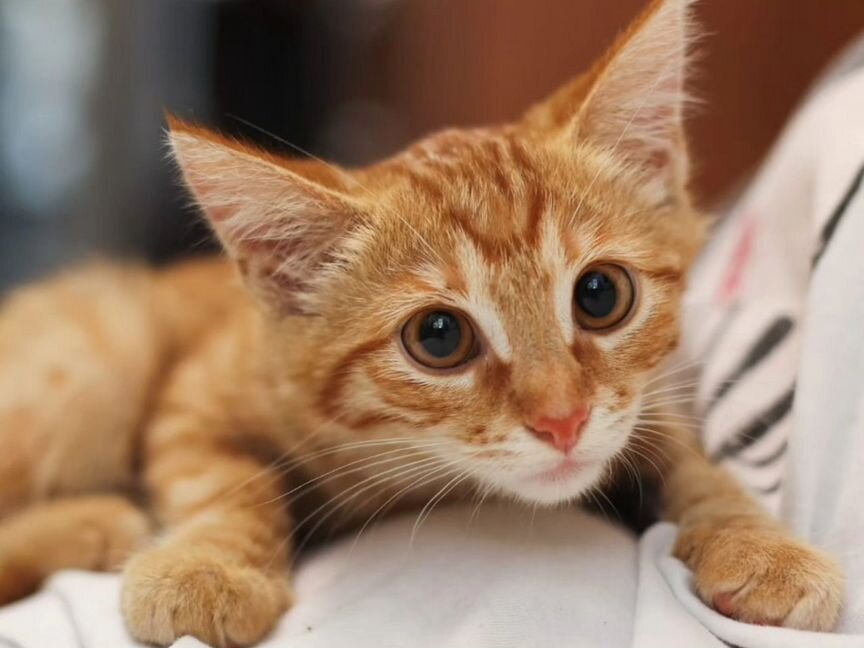 Рыжая Фанта грустит в клеточке