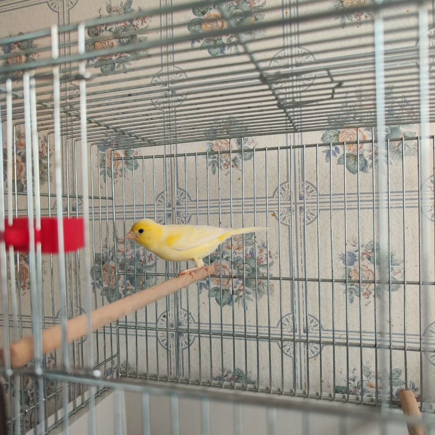Канарейка