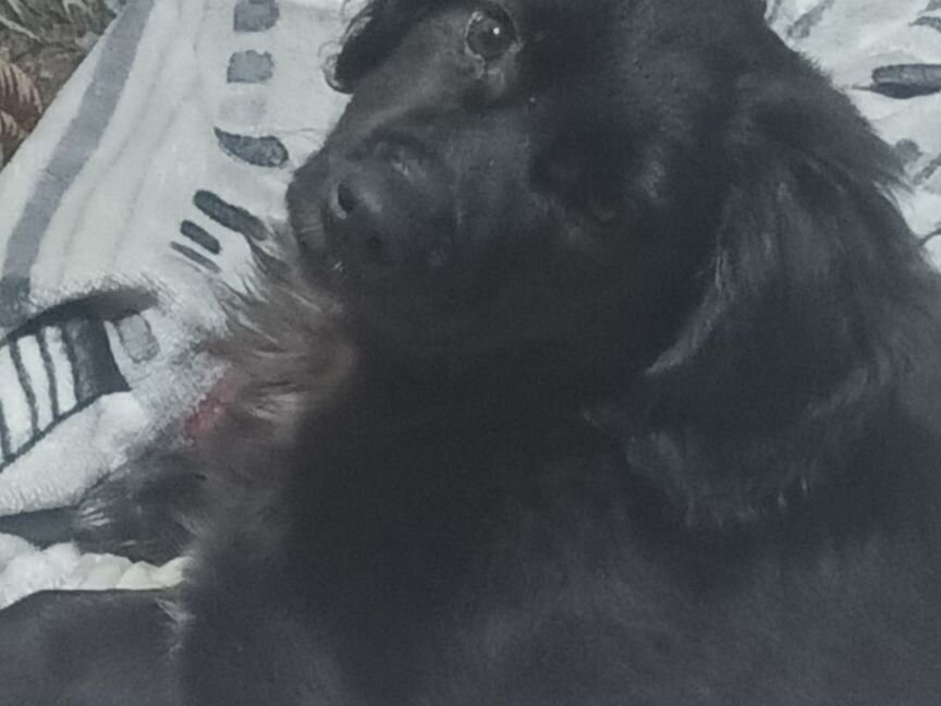 Щенок смесь русского спаниеля