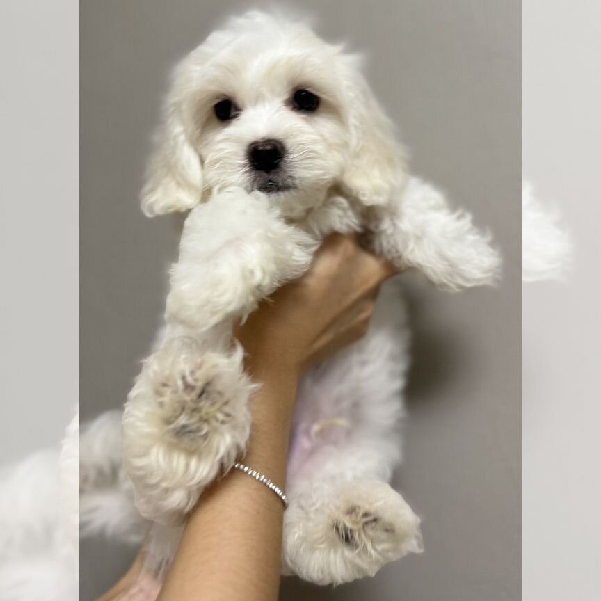 Мальтипу, щенок