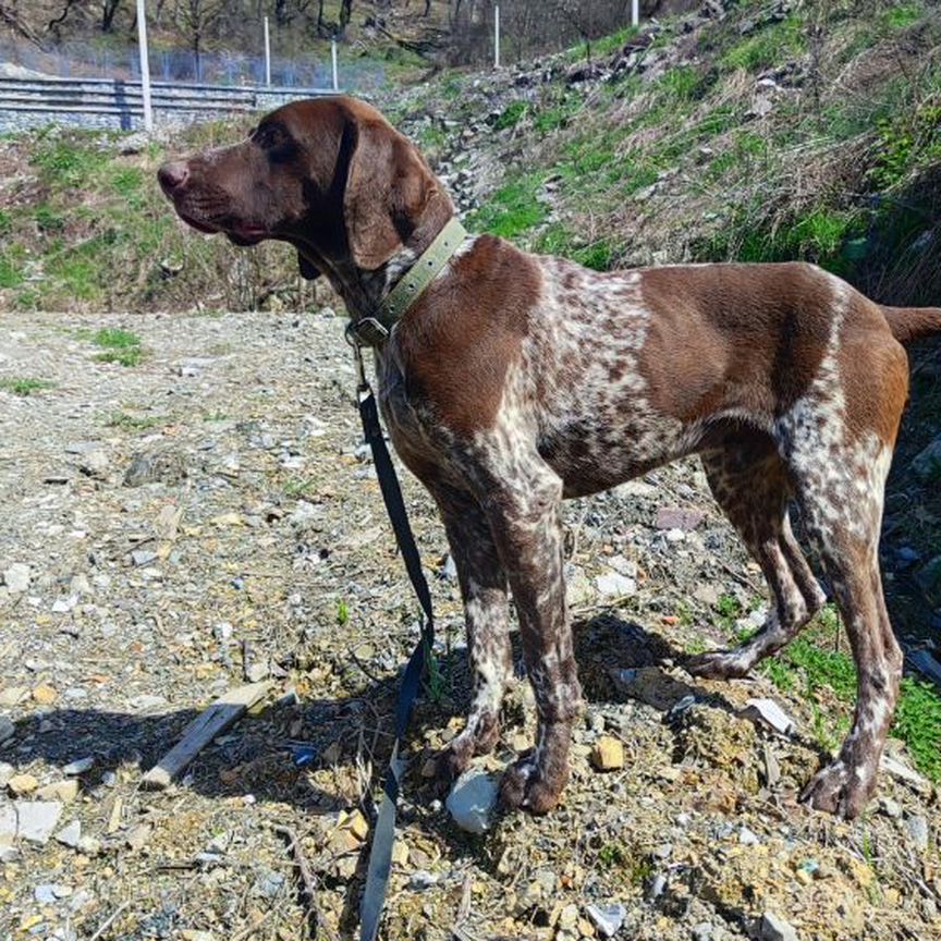 Курцхаар, взрослый пёс