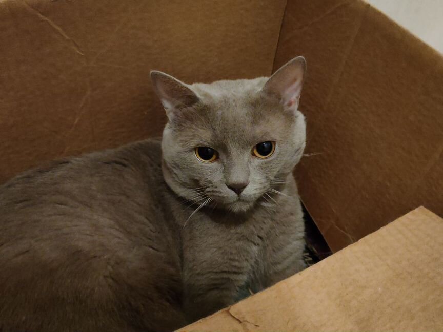 Британский кот