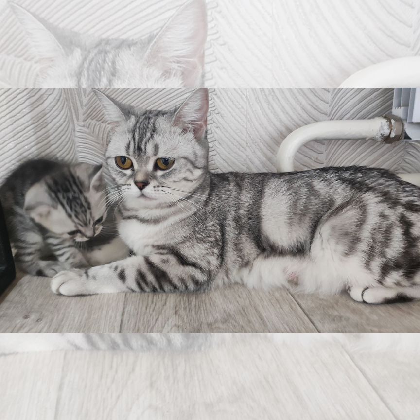 Шотландская прямоухая кошка