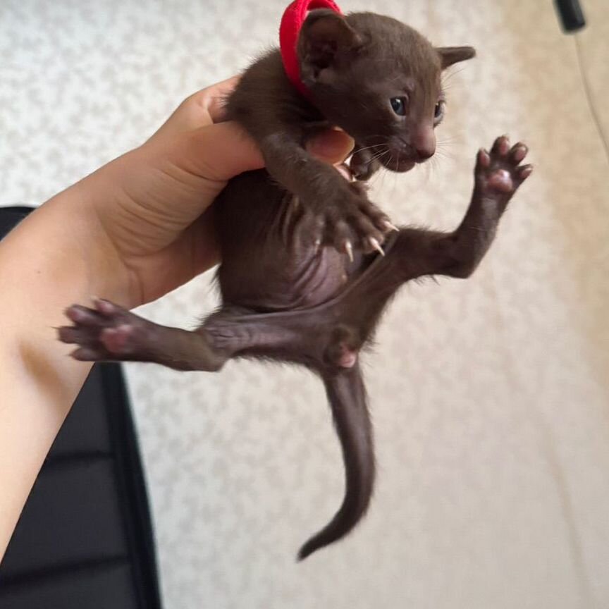 Ориентальный котёнок
