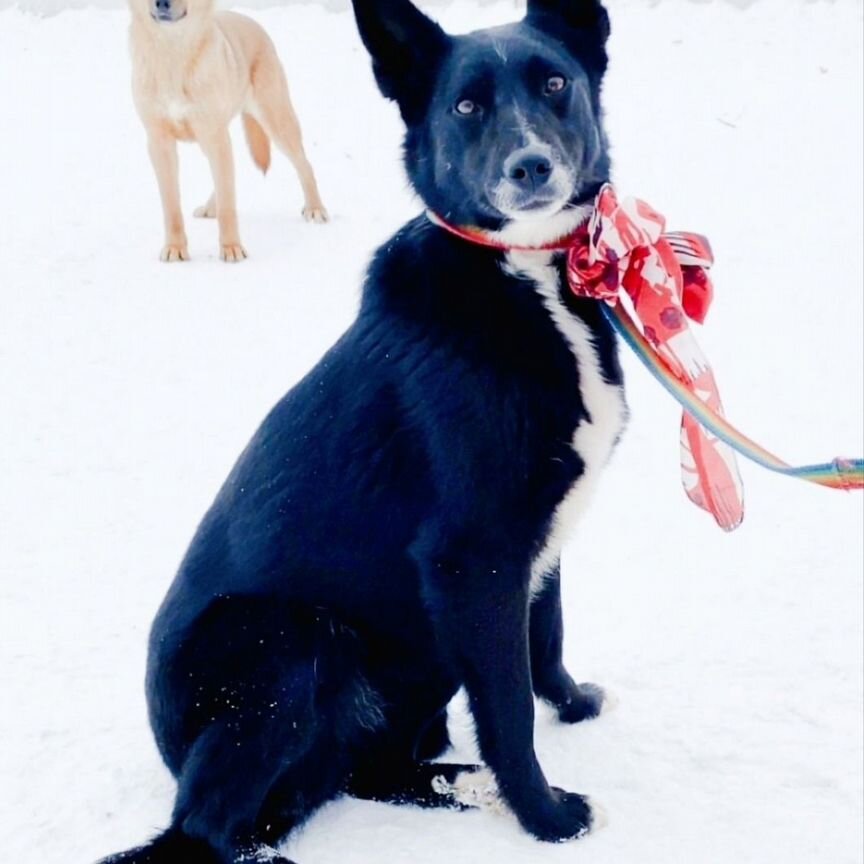 Собака в добрые руки. Шейла