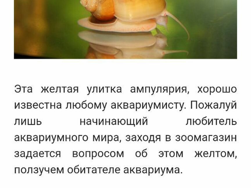 Улитки аквариумные ампулярии