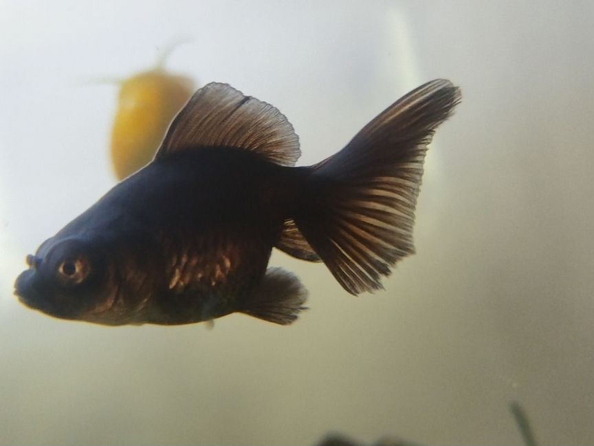 Живая рыба Телескоп