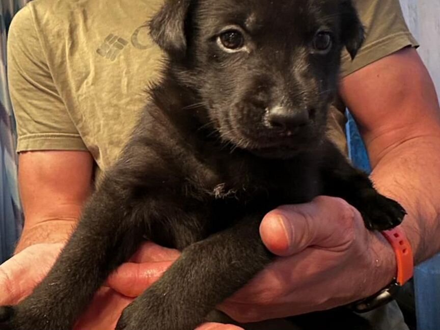 Щенок Финик ищет дом