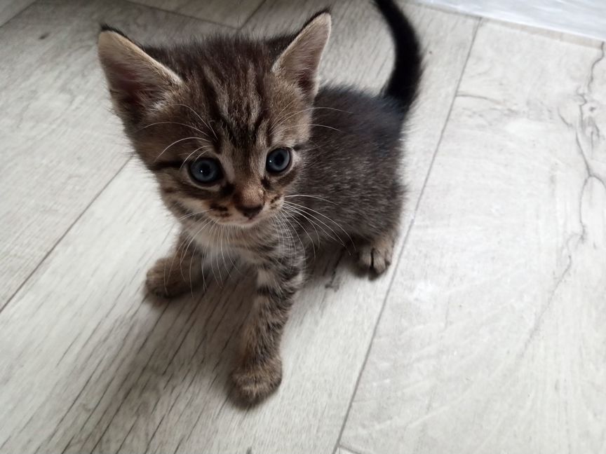 Отдам котят в добрые руки (мальчики), 1,5месяца