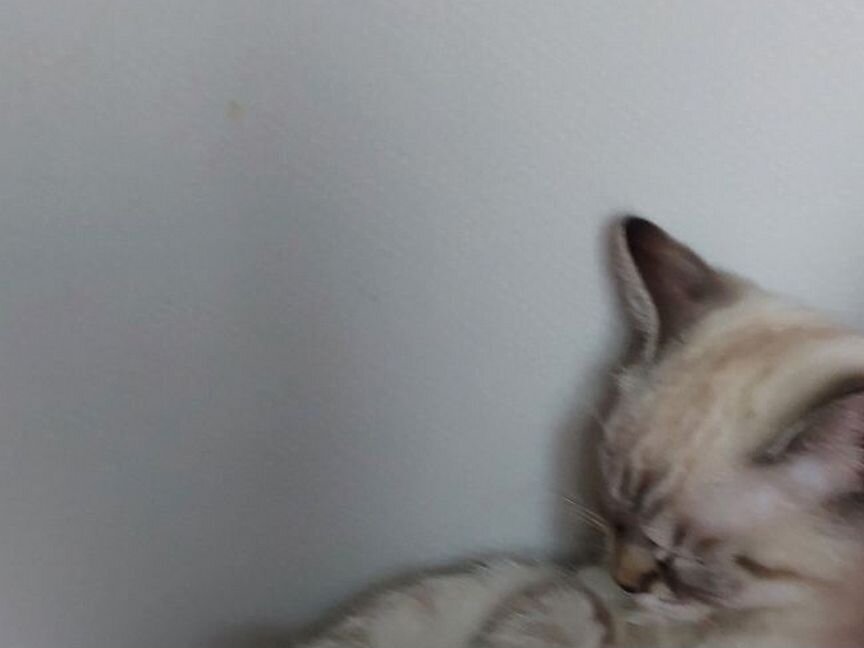 Тайский котик