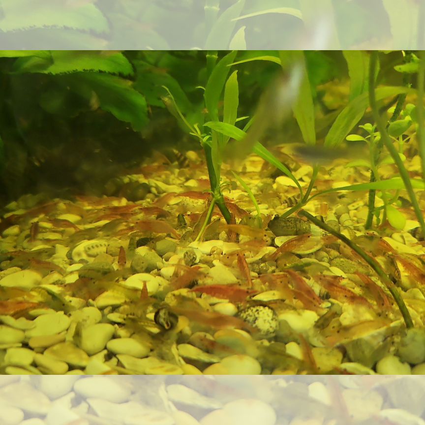 Аквариумные креветки