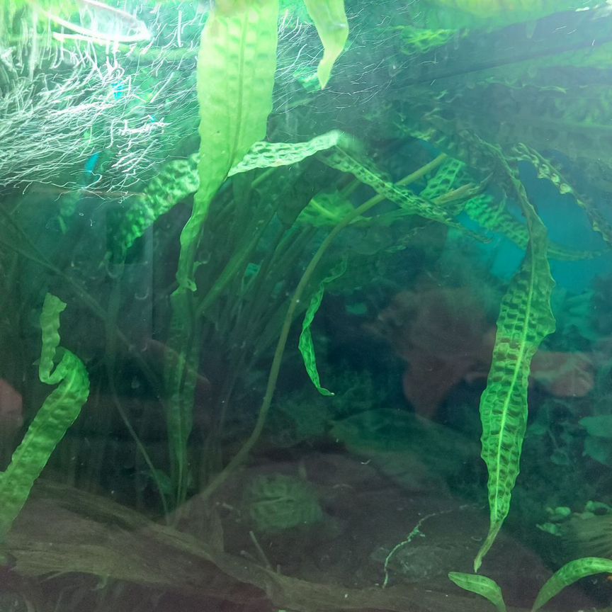 Аквариумное растение