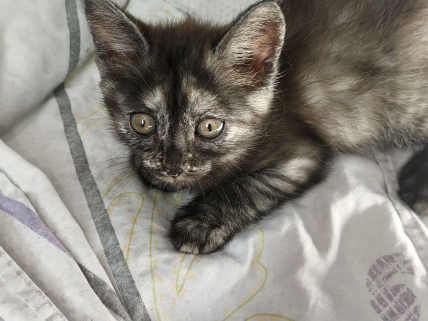 Отдадим в добрые милых,забавных котят