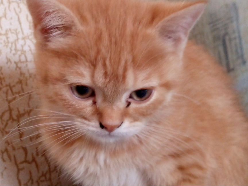 Шотландский котёнок рыжий