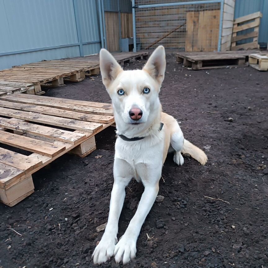 Собака хаски