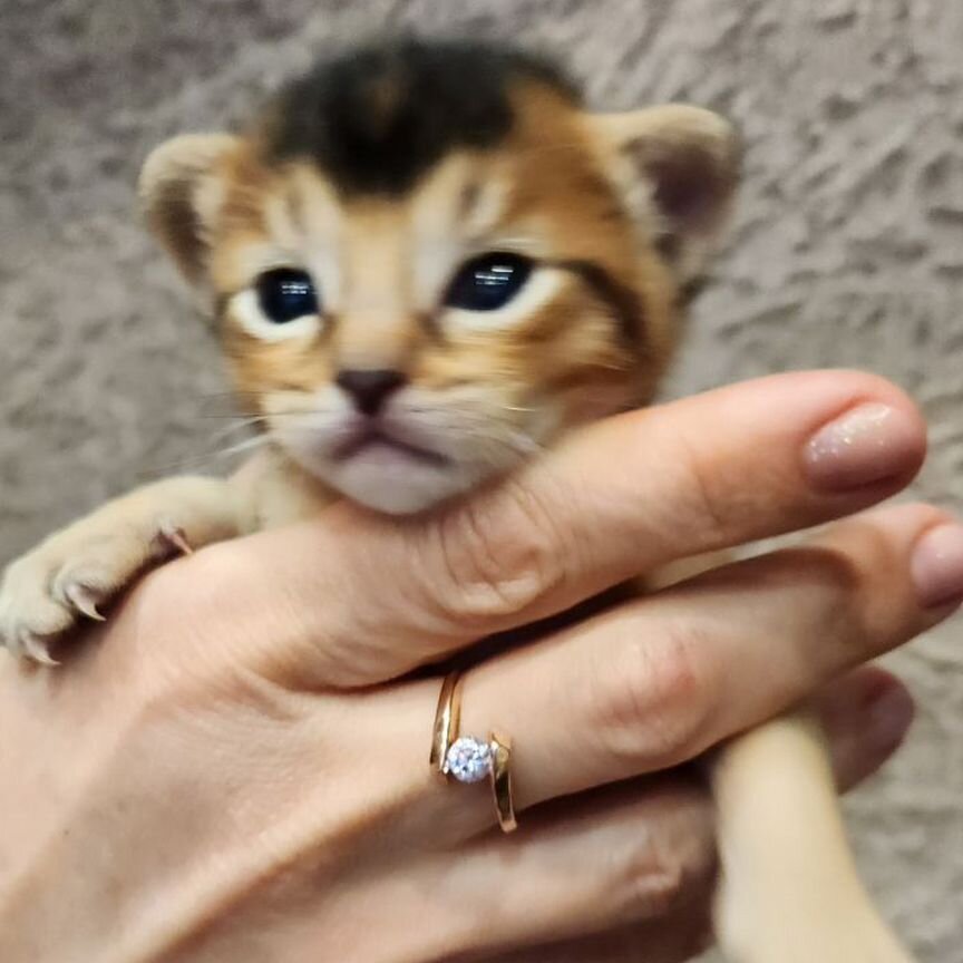 Абиссинский котёнок