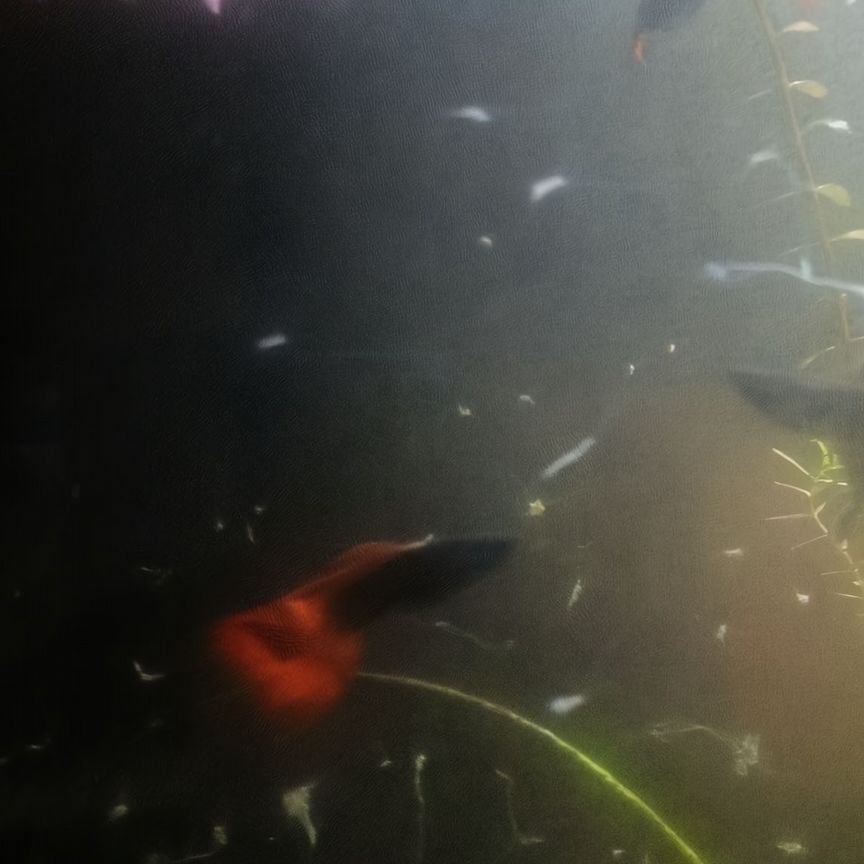 Аквариумные рыбки гуппи