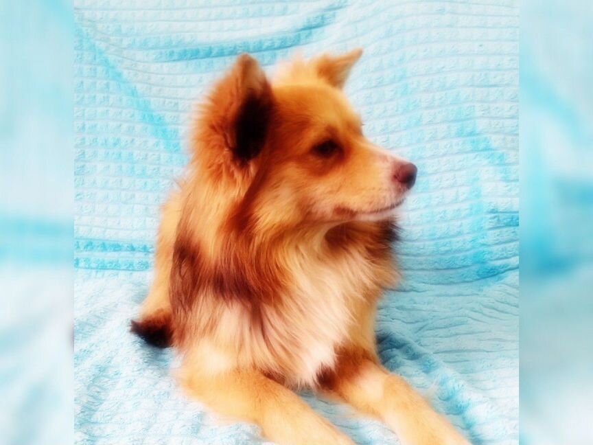 Миниатюрный малыш, 6 кг. , ищет семью