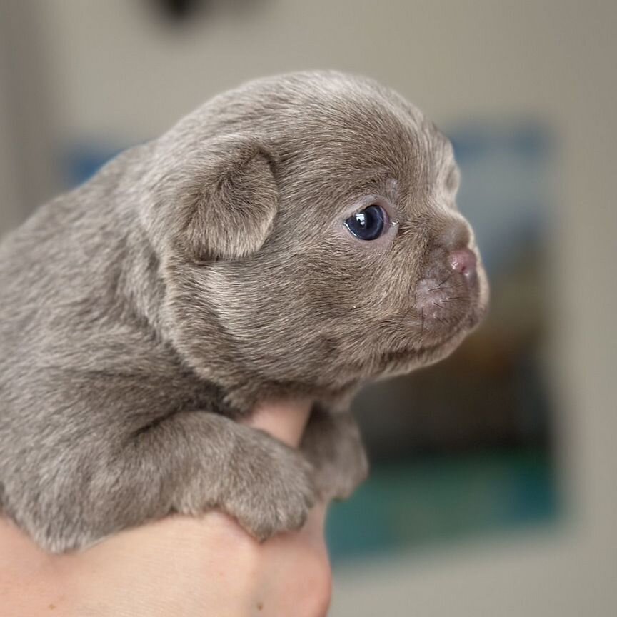 Лиловый пацан )