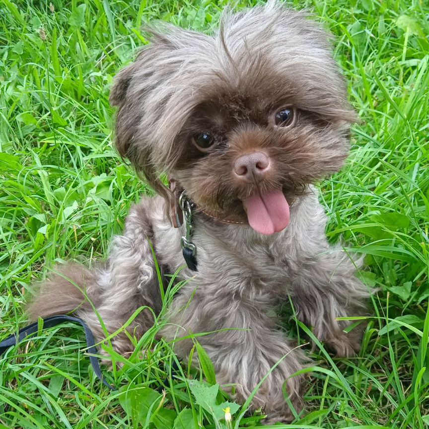 Шоколадный йорк мальчик