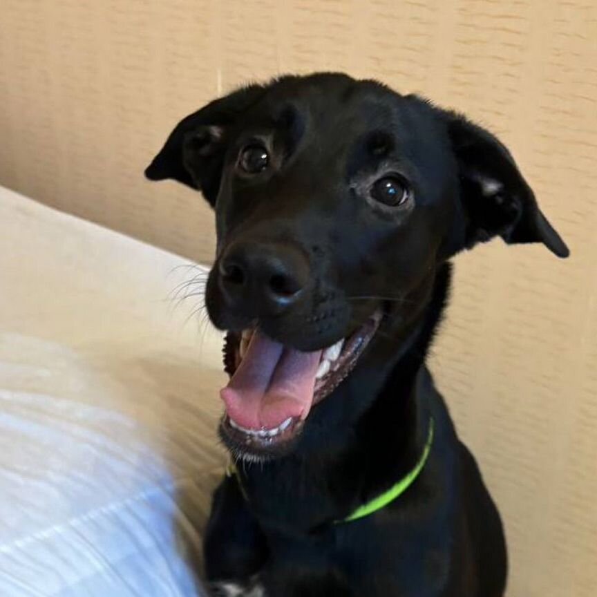 Маленькая собака в добрые руки отдам бесплатно