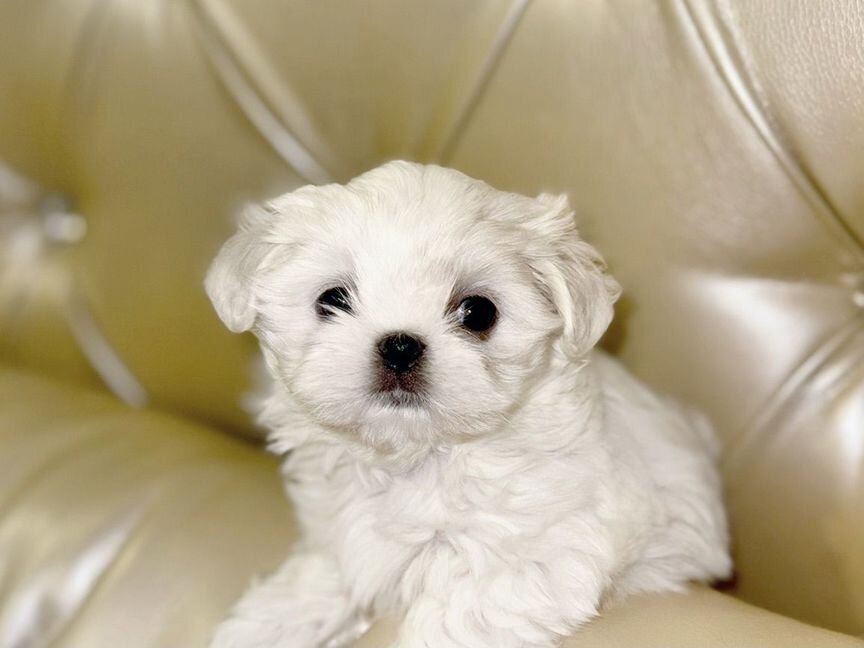 Кукольные лялечки мальчики мальтезе Корея