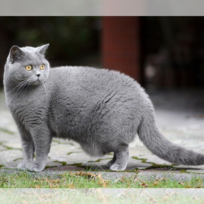 Шотландская прямоухая короткошёрстная, взрослая кошка