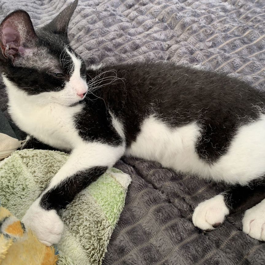 Отдам в добрые руки маленькую кошку