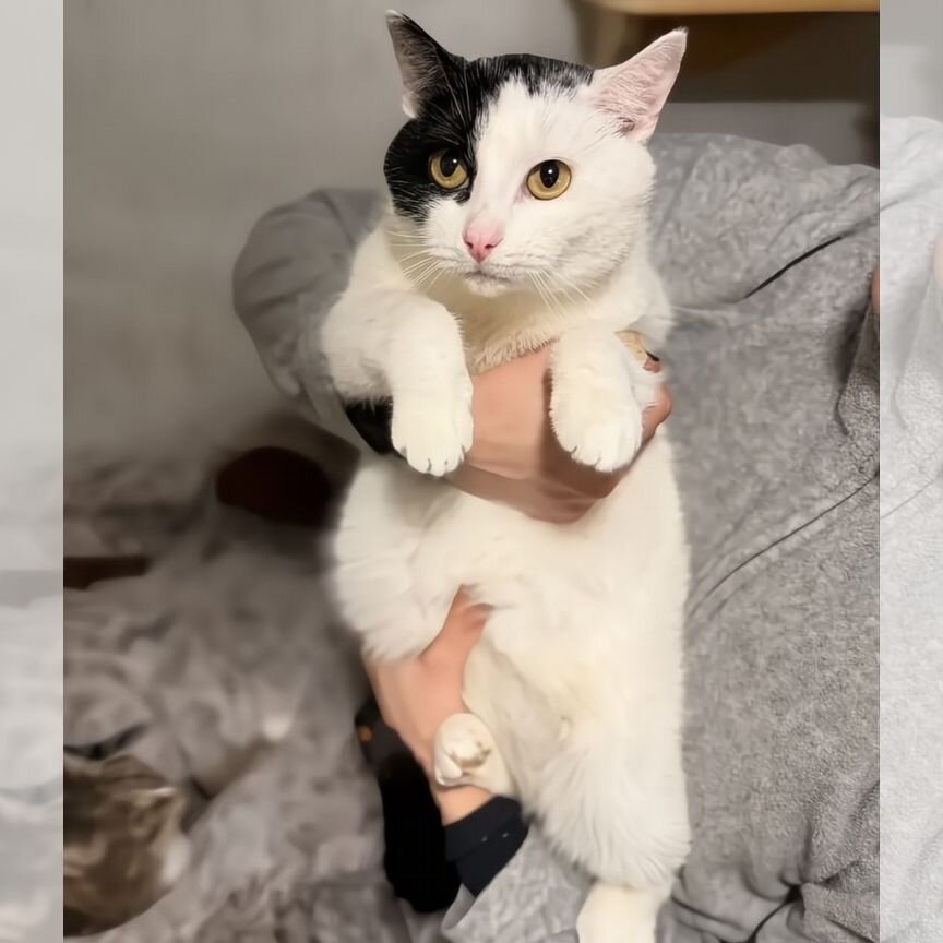 Взрослая, кошка в добрые руки