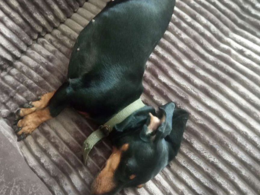 Кроличья жесткошерстная такса