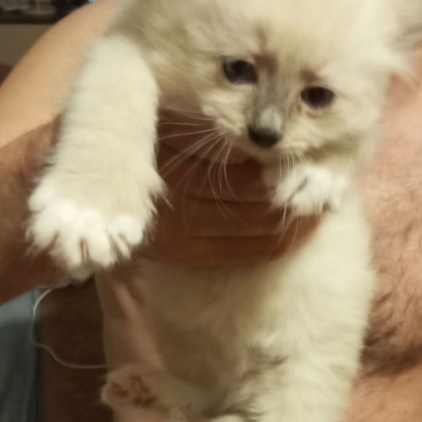 Продам котят сибирские