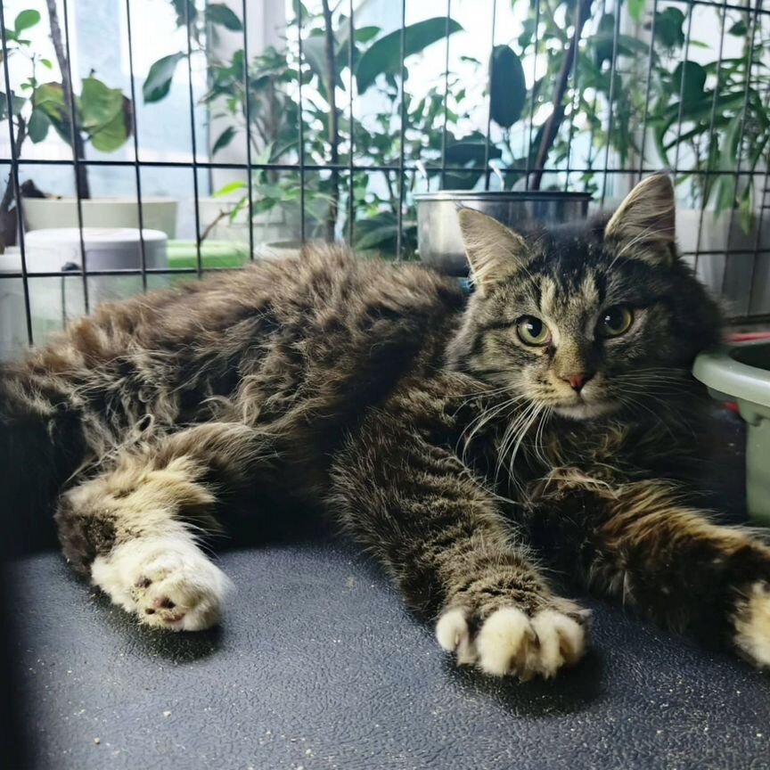 Кот 1 год кастрирован