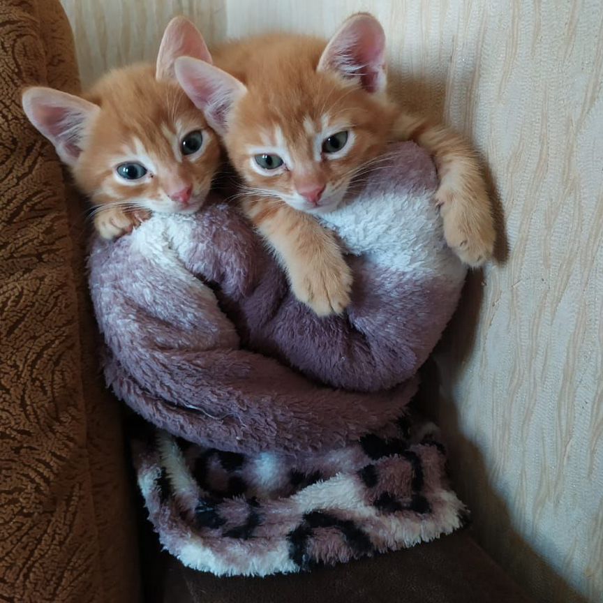 Котята в добрые руки