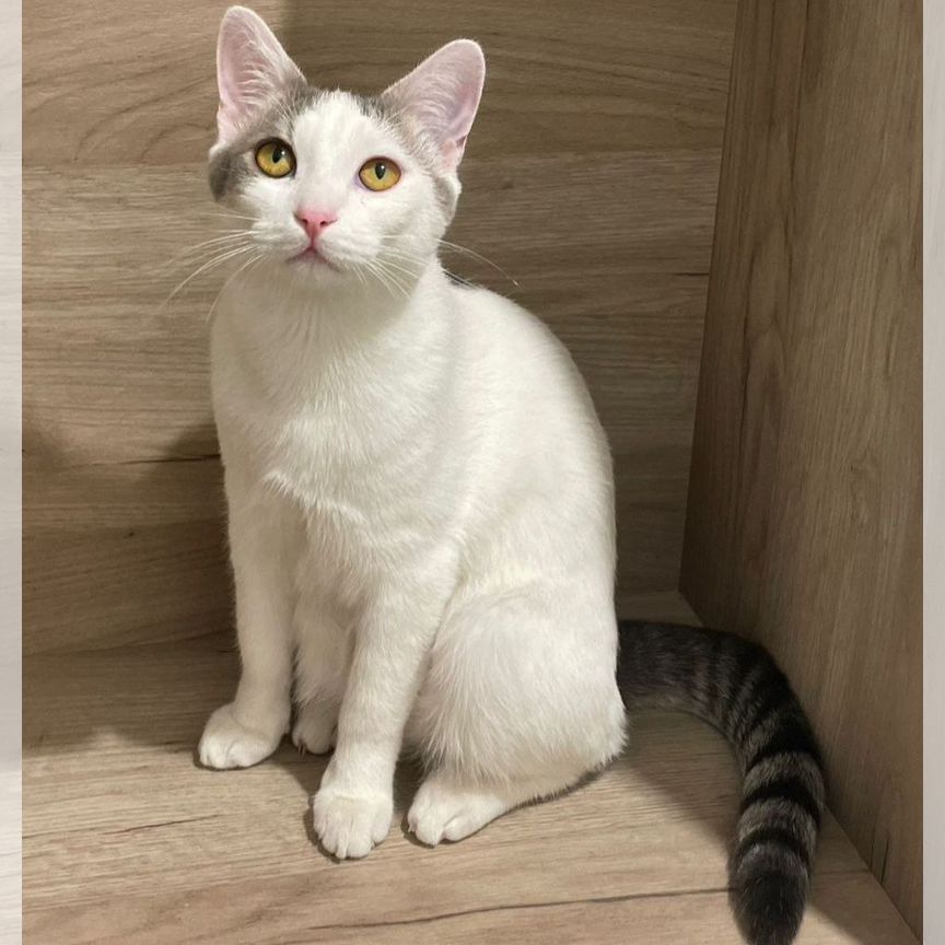 Взрослый кот в добрые руки