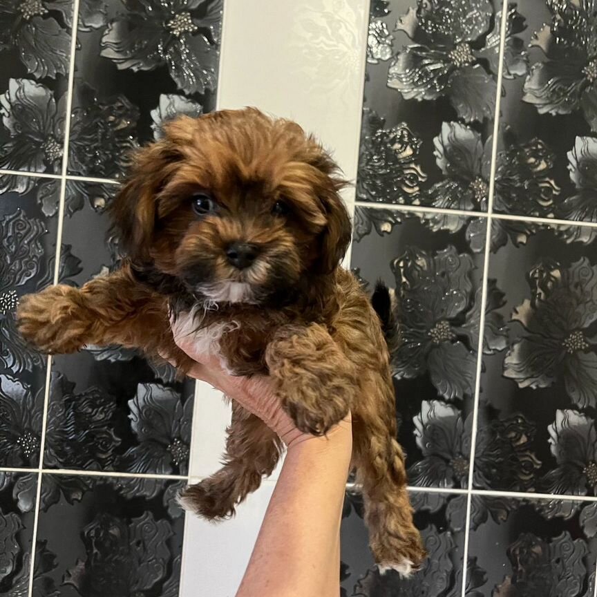 Красный шоколад мальтипу