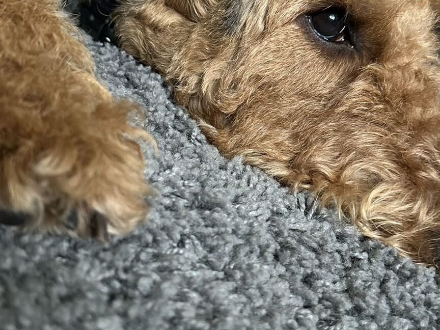 Вязка эрдельтерьер