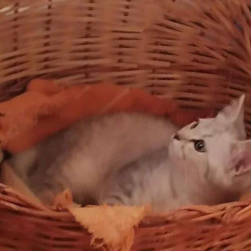 Шотландский мальчишка