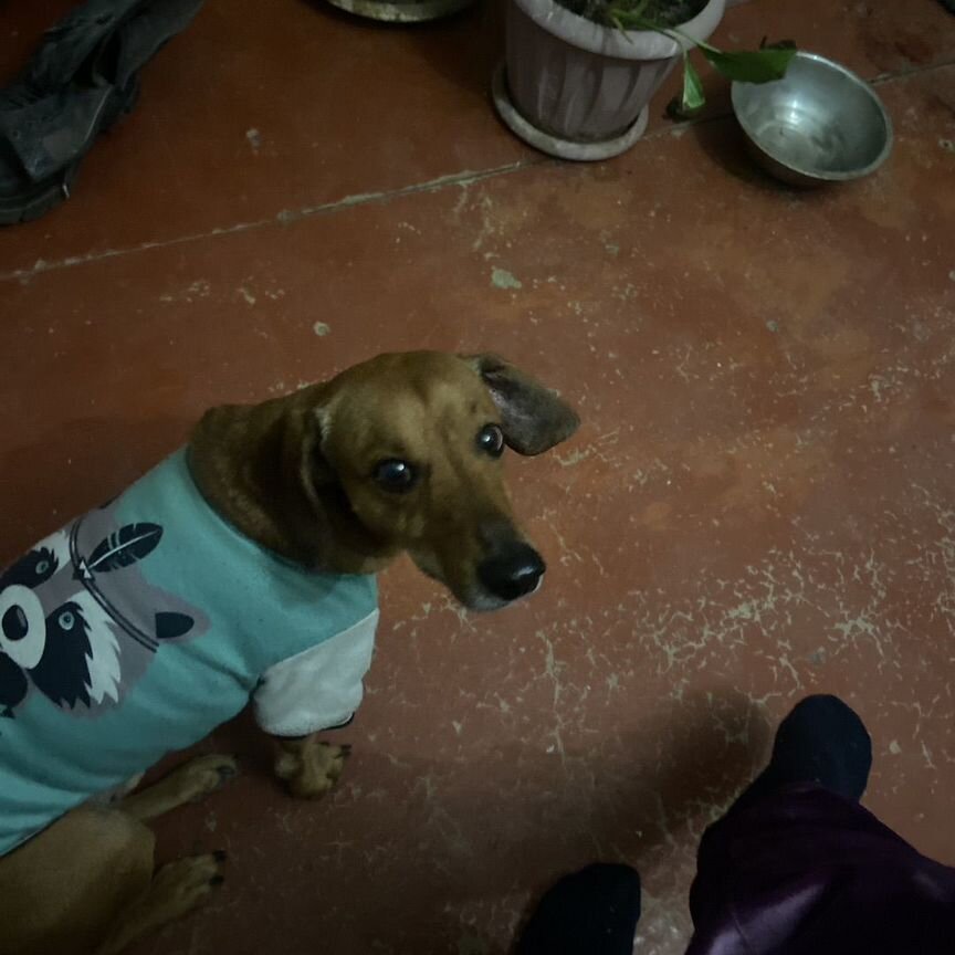 Отдам в добрые руки