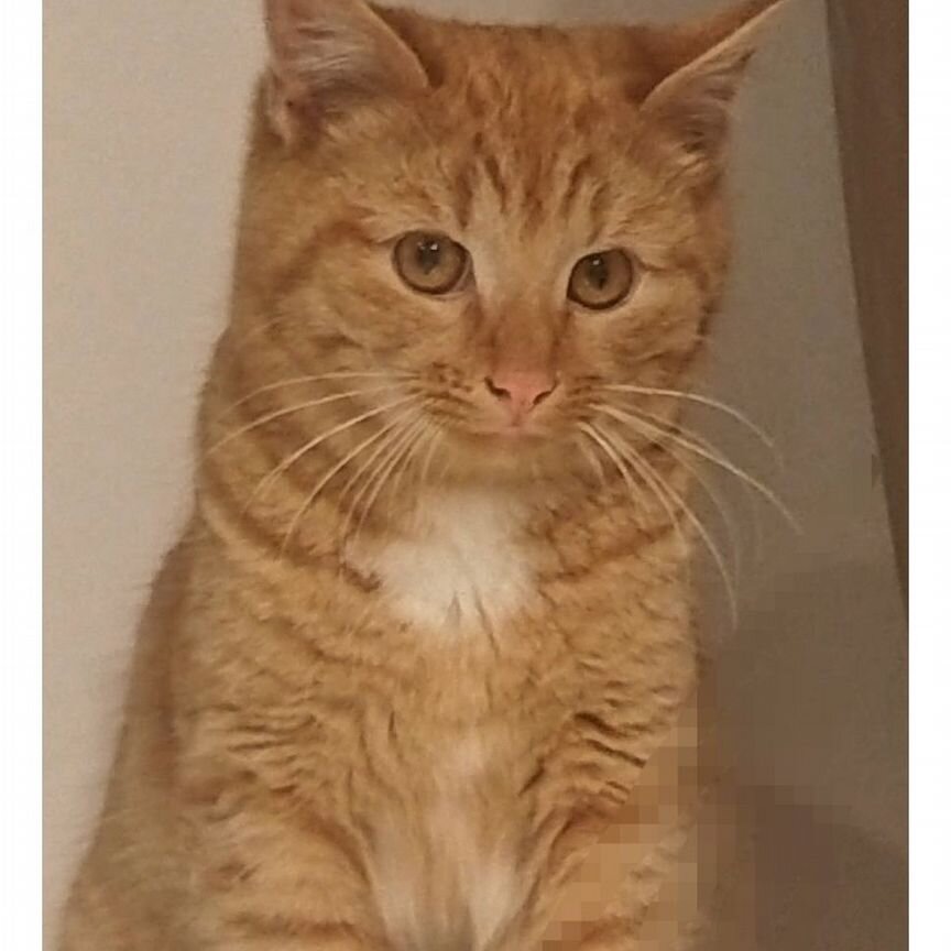 Котята с дачи