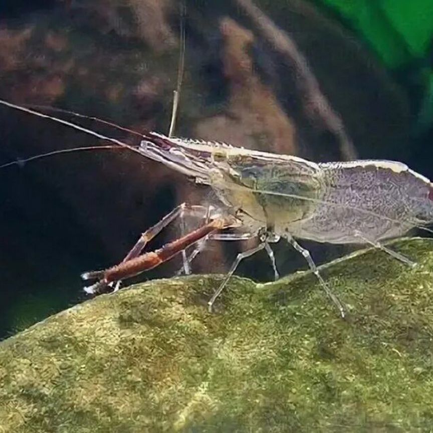 Креветки макробрахиум