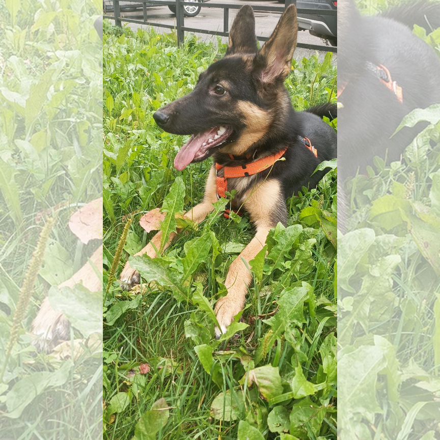 Собака в добрые руки отдам бесплатно