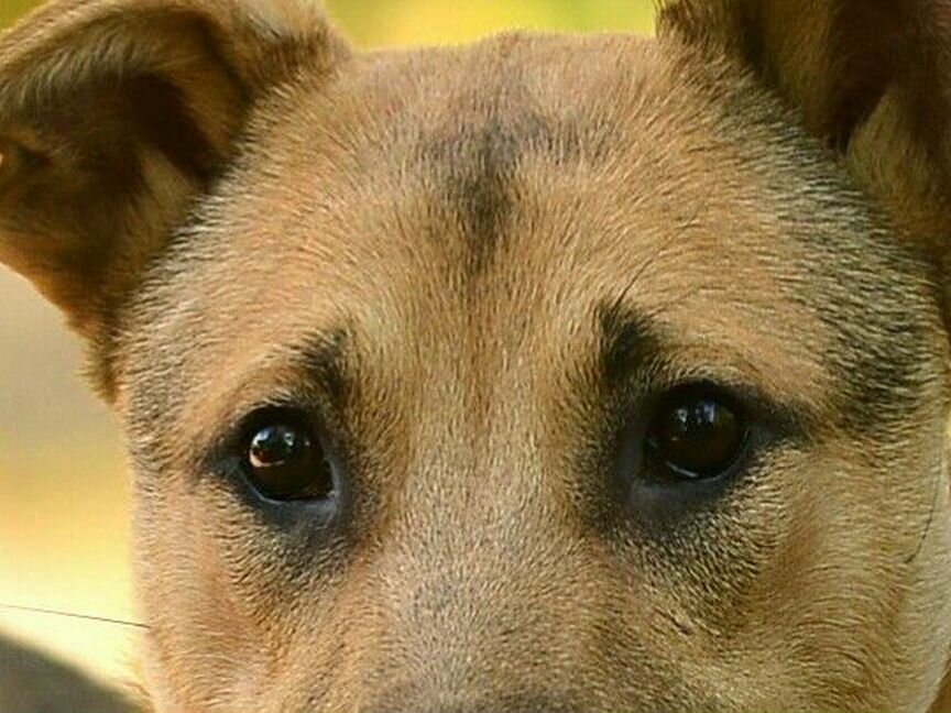 Крис из приюта: ждёт своë домашнее счастье