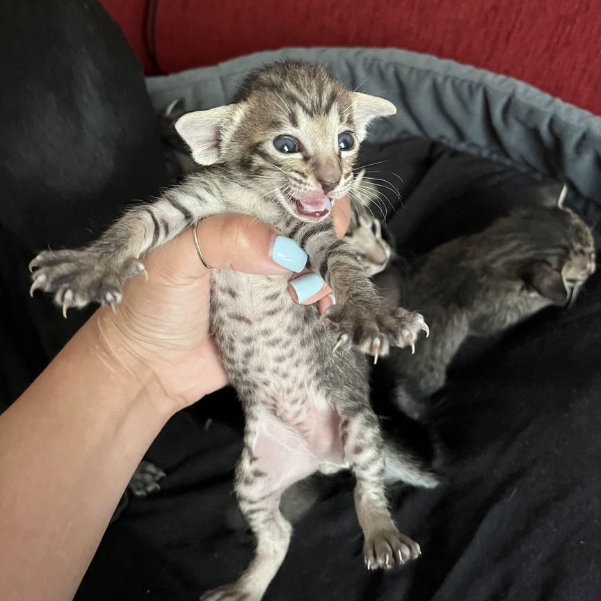 Ориентальные котята