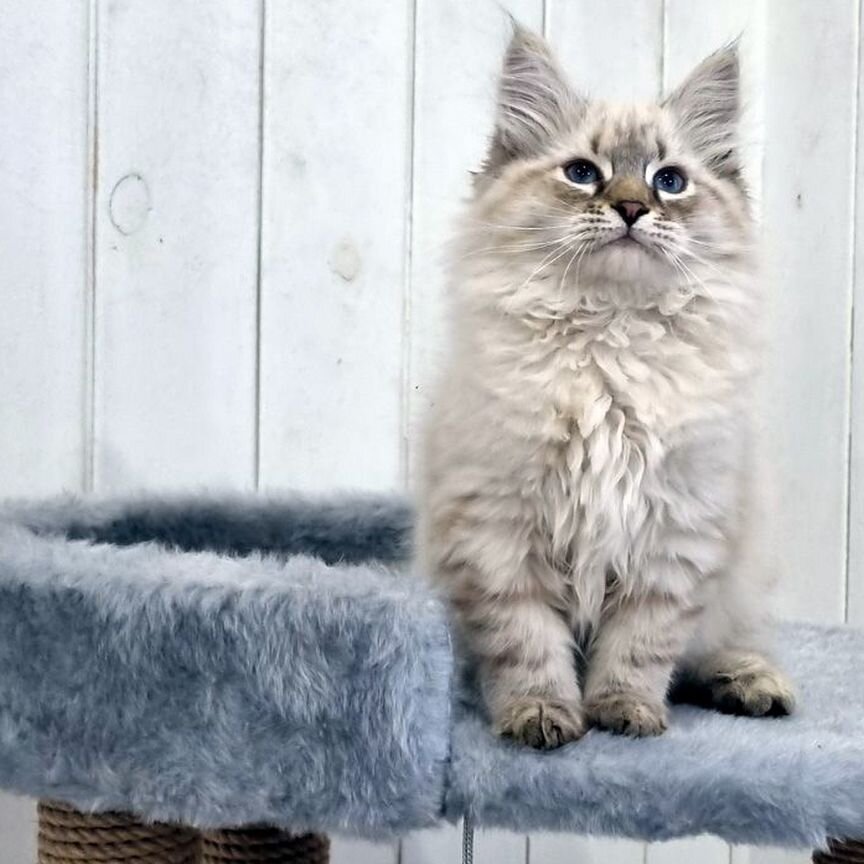 Невская маскарадная кошечка