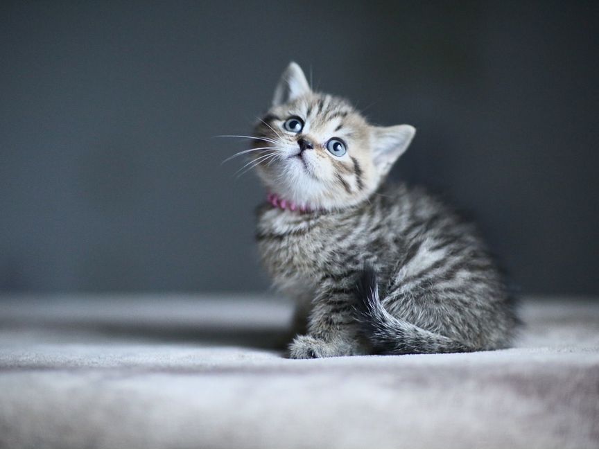 Шотландские вислоухие и прямоухие котята шиншилла