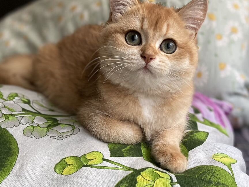 Британская кошечка Люси ny 12