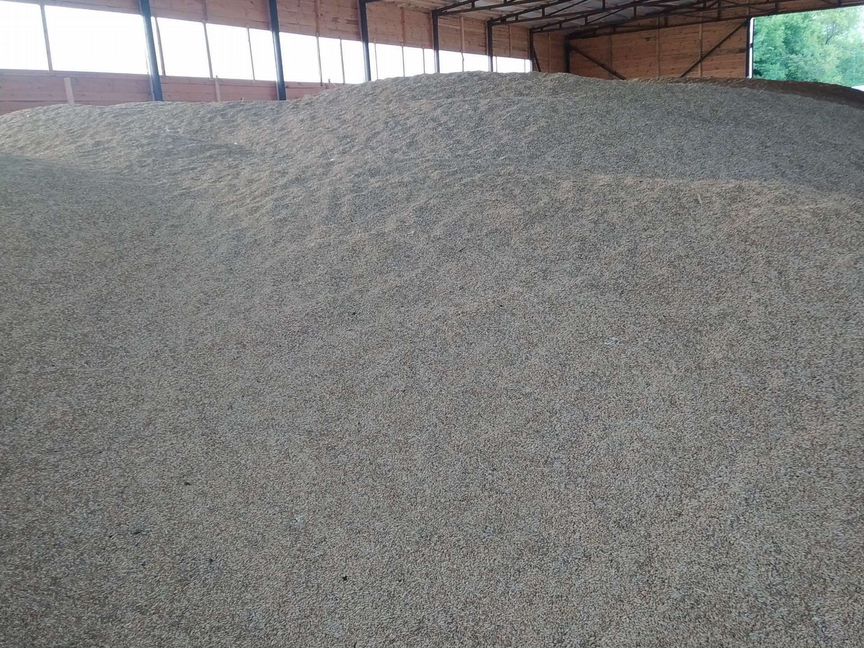 Зерно пшеница ячмень