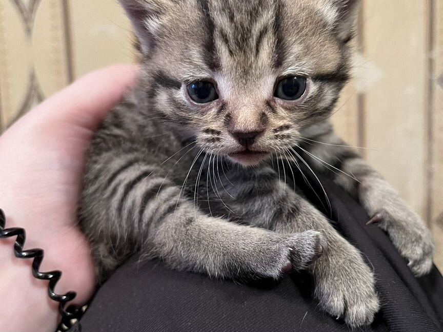 Котенок