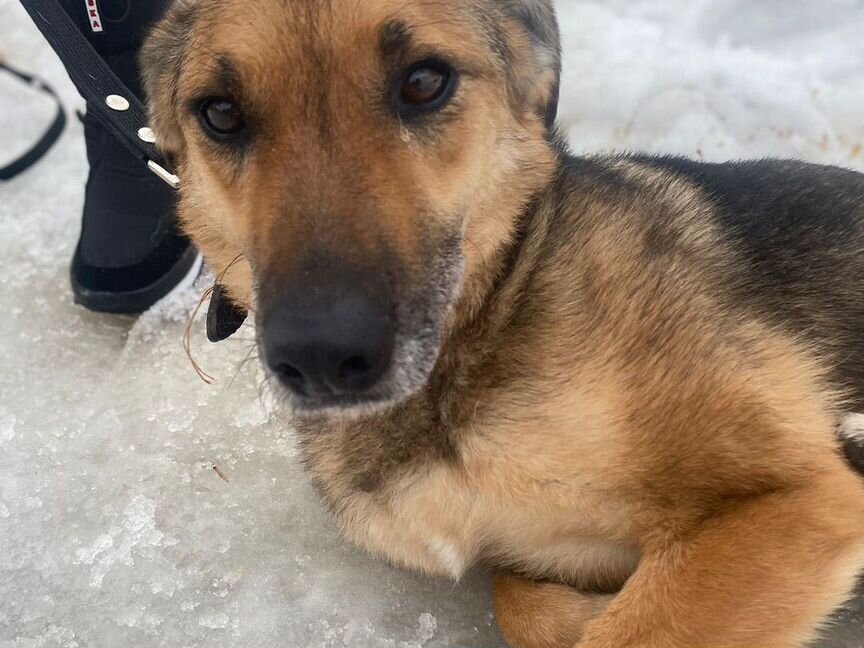 Собака из приюта