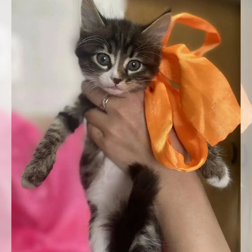 Котёнок в добрые руки